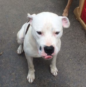 Buki – K9 Orphans Inc.