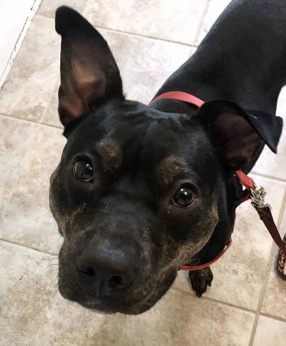 BEAR – K9 Orphans Inc.